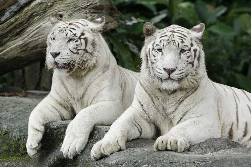 Love Wildlife? Check Out 8 Best Zoos Across The Globe