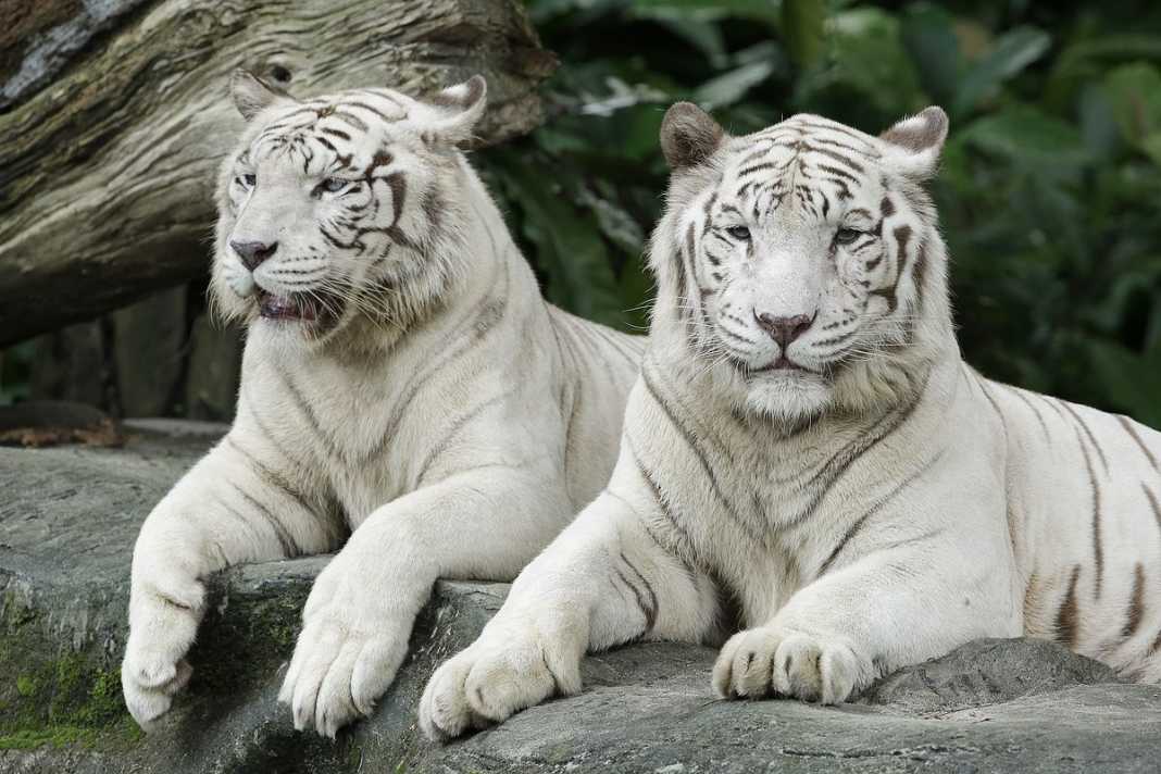 Love Wildlife? Check Out 8 Best Zoos Across The Globe