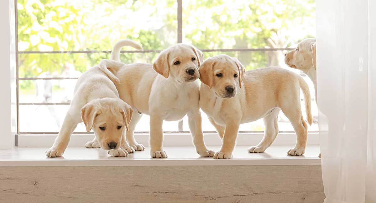 Top 3 Dog Breeds for Families With Kids - Youth Incorporated Magazine
