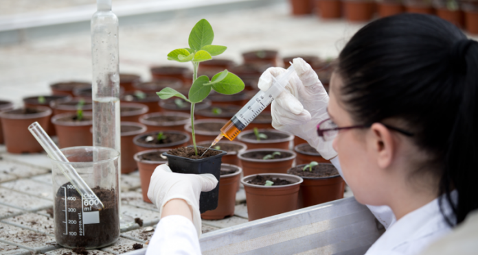 Explore Career Opportunities In The Plant World With A Degree In Botany