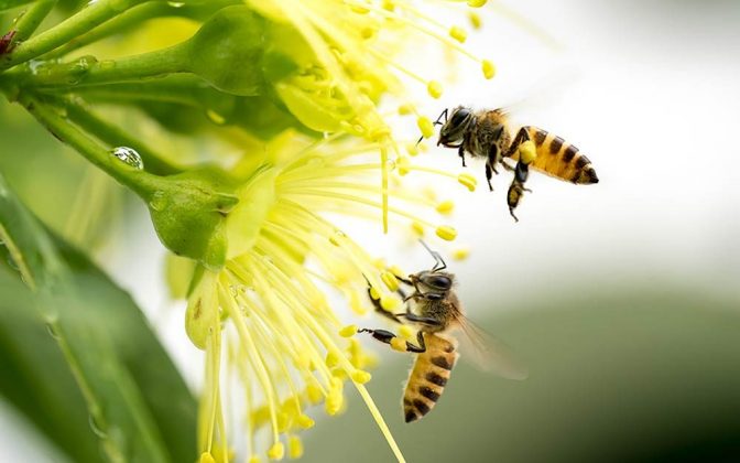 Extinction Of Bees Could Affect Human Survival - Youth Incorporated