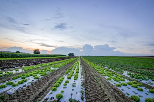 What Is Agritech And How Is It Shaping A Sustainable Future?